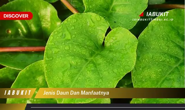 Bukan cuma daun kemangi, Ketahui 7 Manfaat daun binahong yang Bikin ... Bukan cuma daun kemangi, Ketahui 7 Manfaat daun binahong yang Bikin ...