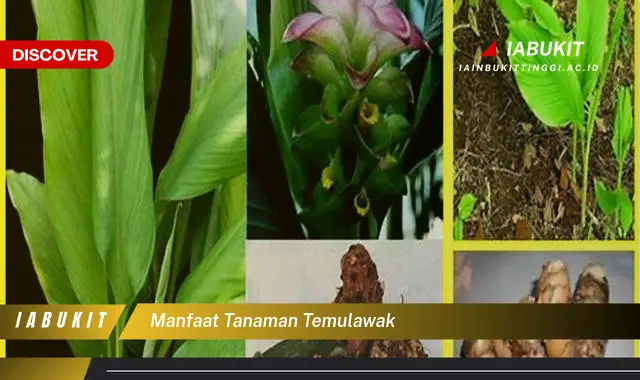 Temukan 7 Manfaat Temulawak Yang Bikin Kamu Penasaran Discover