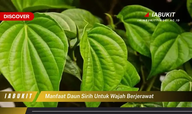 Ketahui Manfaat Daun Sirih Untuk Wajah Berjerawat Yang Kamu Harus Tahu