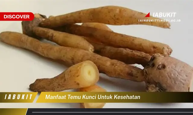 Intip 7 Manfaat Temu Kunci Untuk Kesehatan Yang Bikin Kamu Penasaran