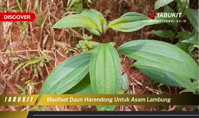 7 Manfaat Daun Harendong Untuk Asam Lambung Yang Wajib Kamu Intip
