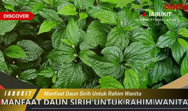 Ketahui 7 Manfaat Daun Sirih Untuk Rahim Wanita Yang Wajib Kamu Tahu